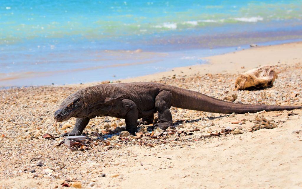 Waran (Komodo) - JUNIOR Österreich