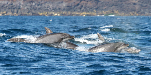 Delfin (Großer Tümmler) - JUNIOR Österreich